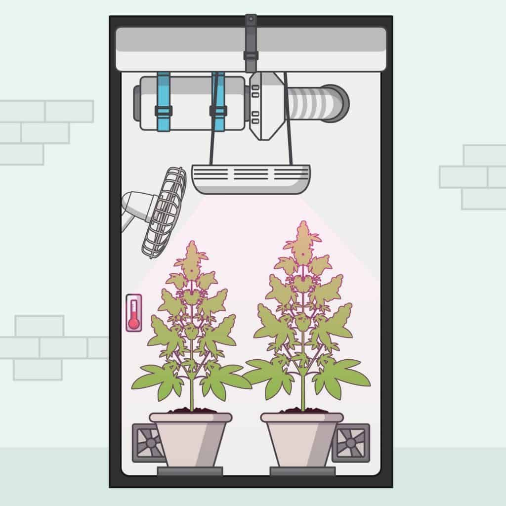 Best Grow Tent Set Up For Beginners (And How To Set It Up)
