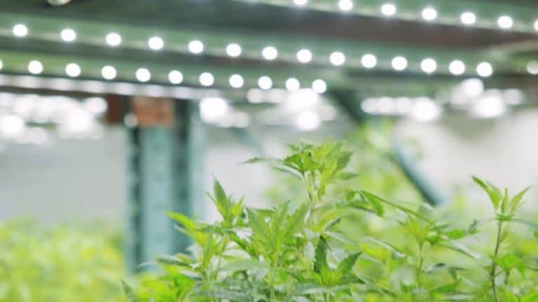 Best Full Spectrum LED Grow Lights (Why White+ Fixtures Are Best)