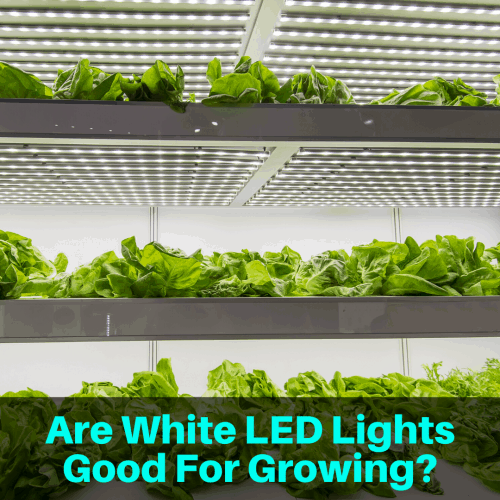 Are White LED Lights Good For Growing?