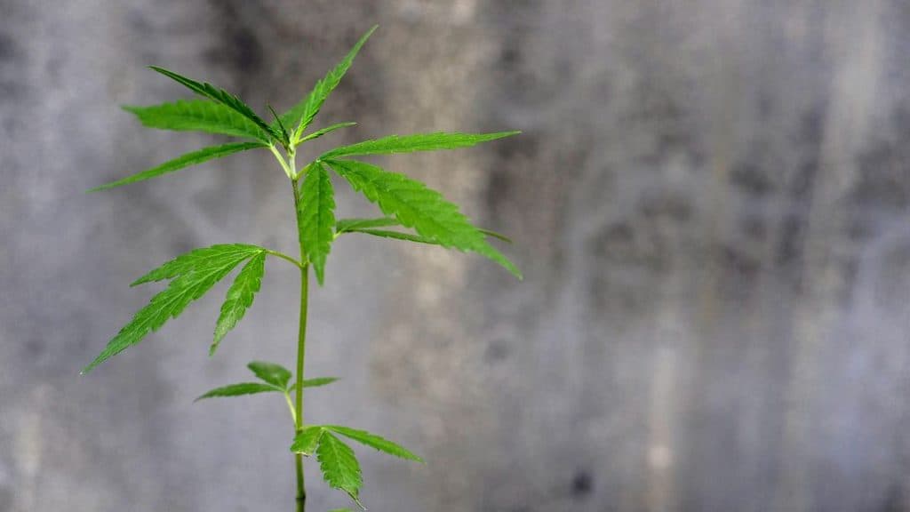 Cannabis Growing Stages (Everything You Need To Know)