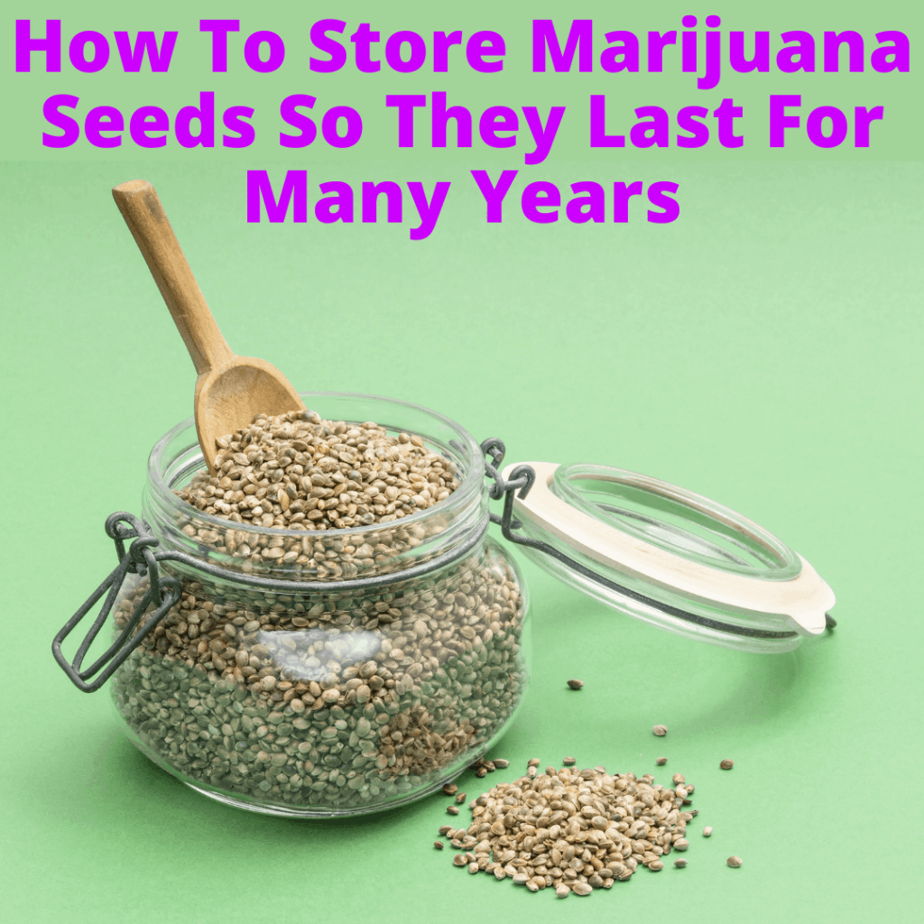 How To Store Marijuana Seeds So They Last For Many Years