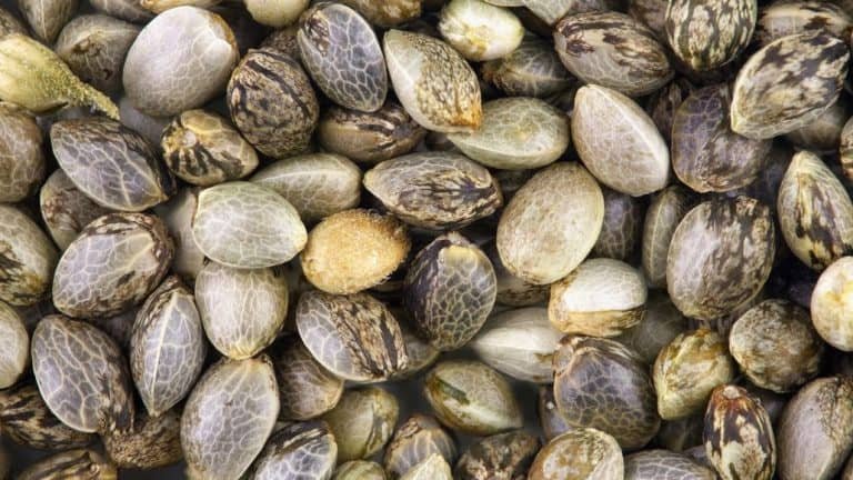 How To Grow Autoflowers Outdoors (Easy Step-By-Step Guide)