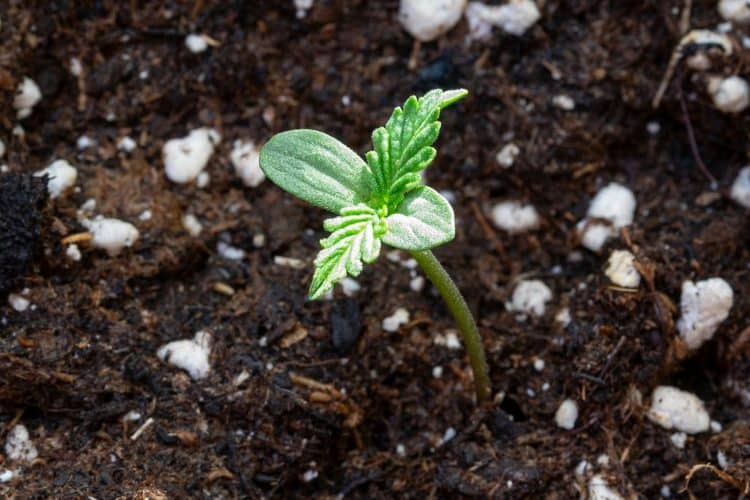 Cannabis Seedling Care (How To Keep Them Healthy)