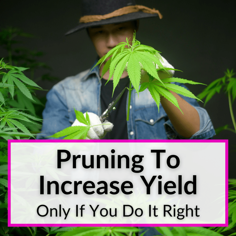 Pruning To Increase Yield (Only If You Do It Right)