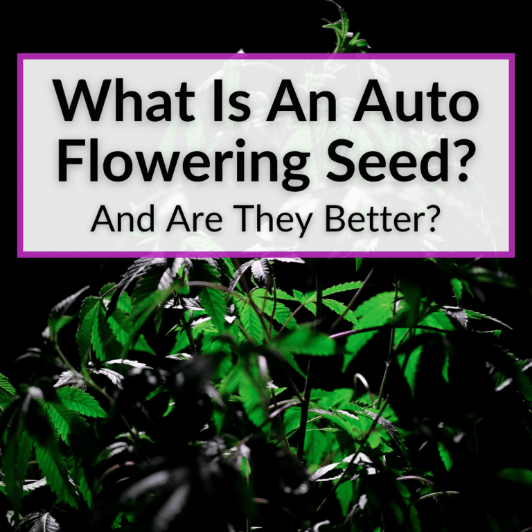 What Is An Auto Flowering Seed? (And Are They Better?)