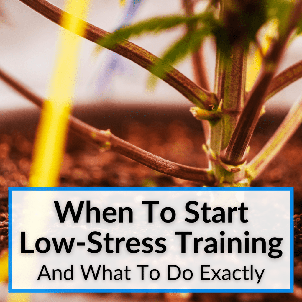 When To Start Low-Stress Training (And What To Do Exactly)