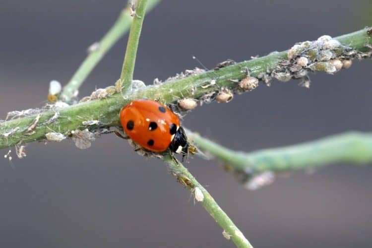 How To Get Rid Of Aphids During Flowering (Save Your Grow!)