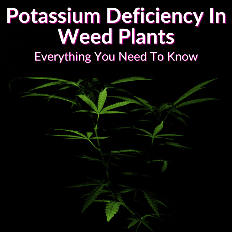 Potassium Deficiency In Weed Plants (Everything You Need To Know)