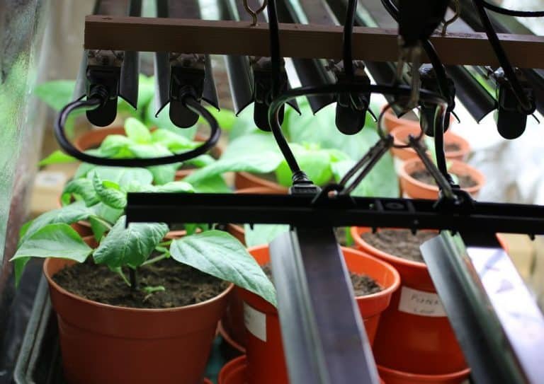 Growing Peppers Indoors With Grow Lights (Step-By-Step Guide)