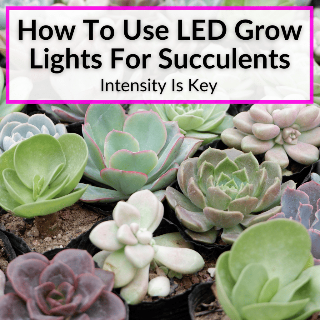 How To Use LED Grow Lights For Succulents (Intensity Is Key)