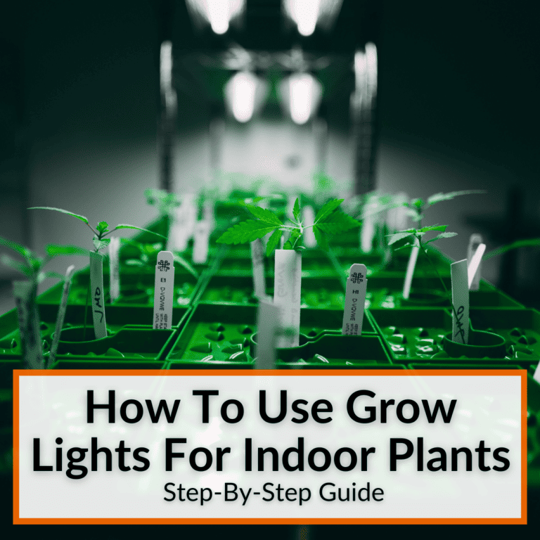How To Use Grow Lights For Indoor Plants (Step-By-Step Guide)