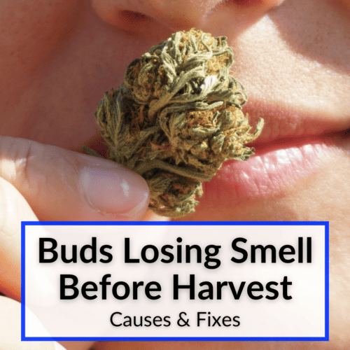 Buds Losing Smell Before Harvest (Causes & Fixes)