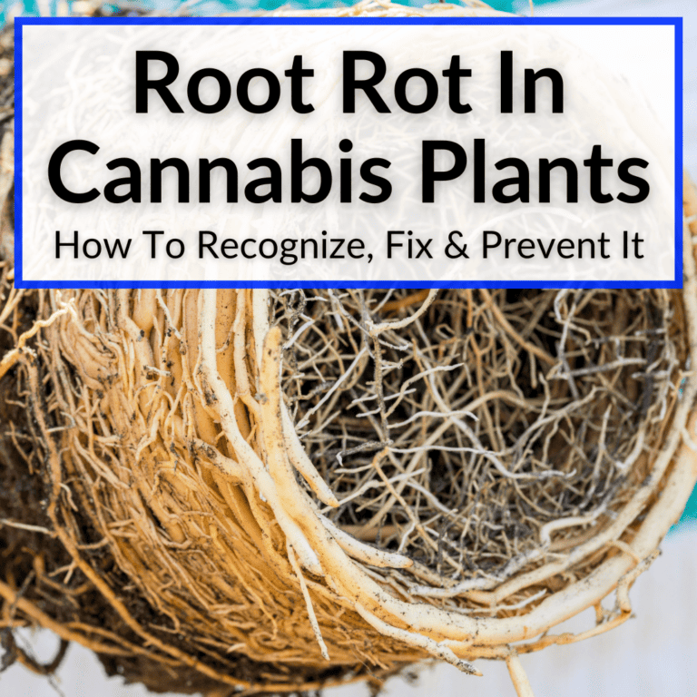 Root Rot In Cannabis (How To Recognize, Fix & Prevent It)