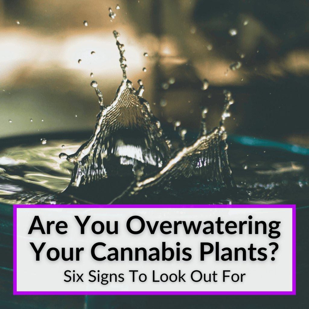 Are You Overwatering Your Cannabis Plants? (Six Signs To Look Out For)
