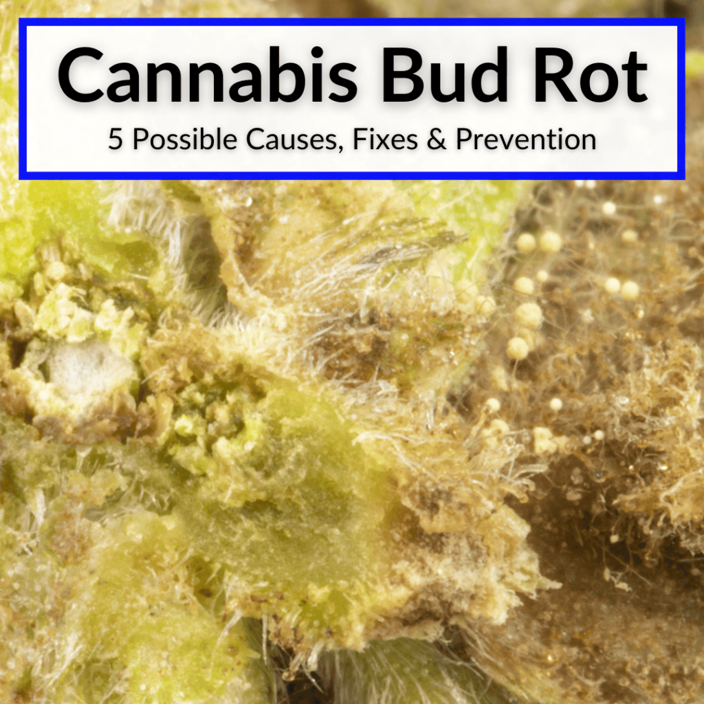 Cannabis Bud Rot: 5 Possible Causes, Fixes & Prevention